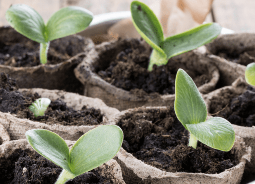 Vegetable Planting Guide – When to Plant What in Denver - Denver Urban ...