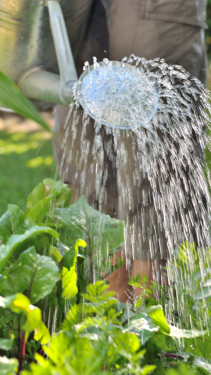 Effective Water Conservation Techniques - Denver Urban Gardens