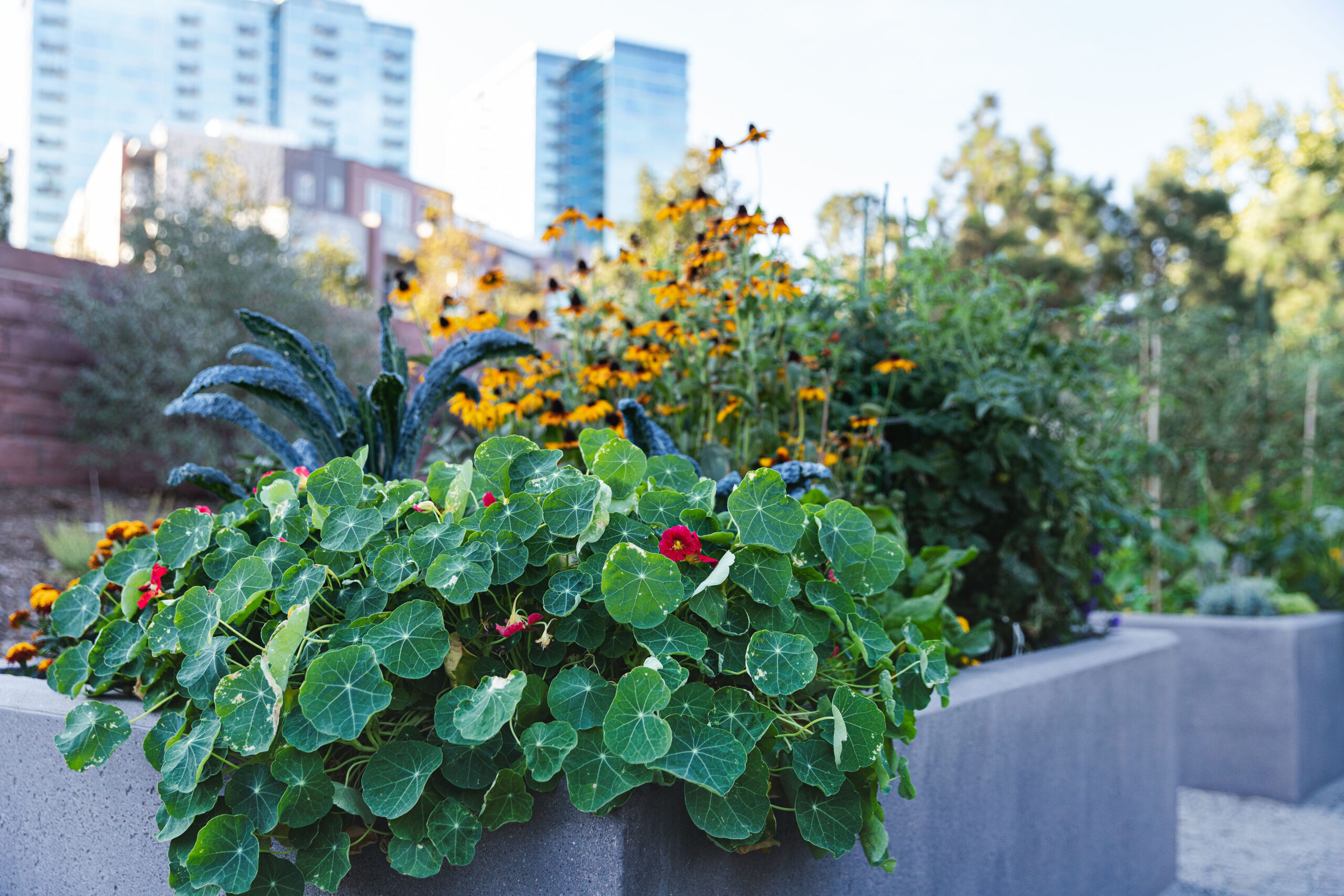 Join a Garden - Denver Urban Gardens