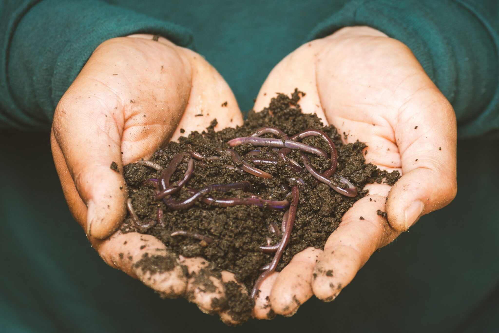 City and County of Denver Compost - Denver Urban Gardens