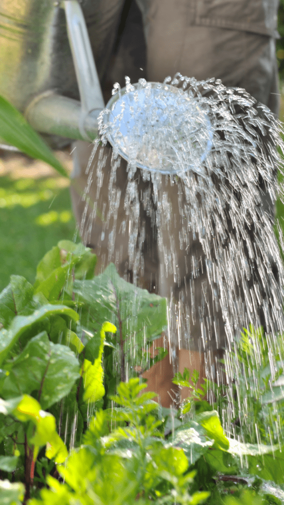 Smart Water Use in Colorado - Denver Urban Gardens