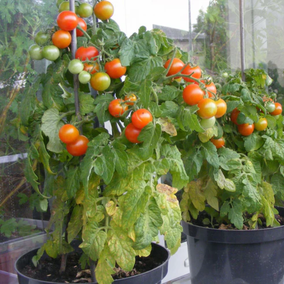 Determinate vs. Indeterminate Tomatoes - Denver Urban Gardens