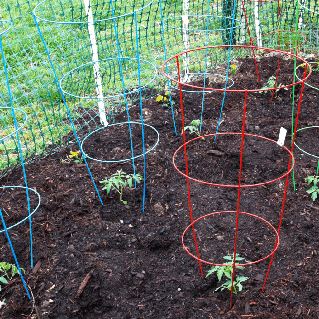 Determinate vs. Indeterminate Tomatoes - Denver Urban Gardens