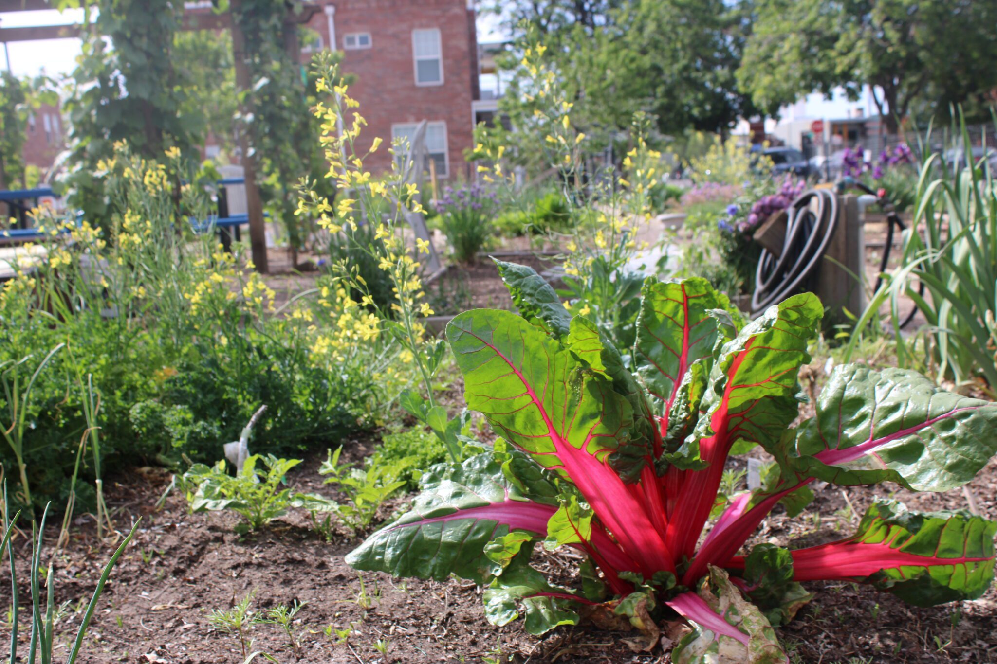 Homepage - Denver Urban Gardens