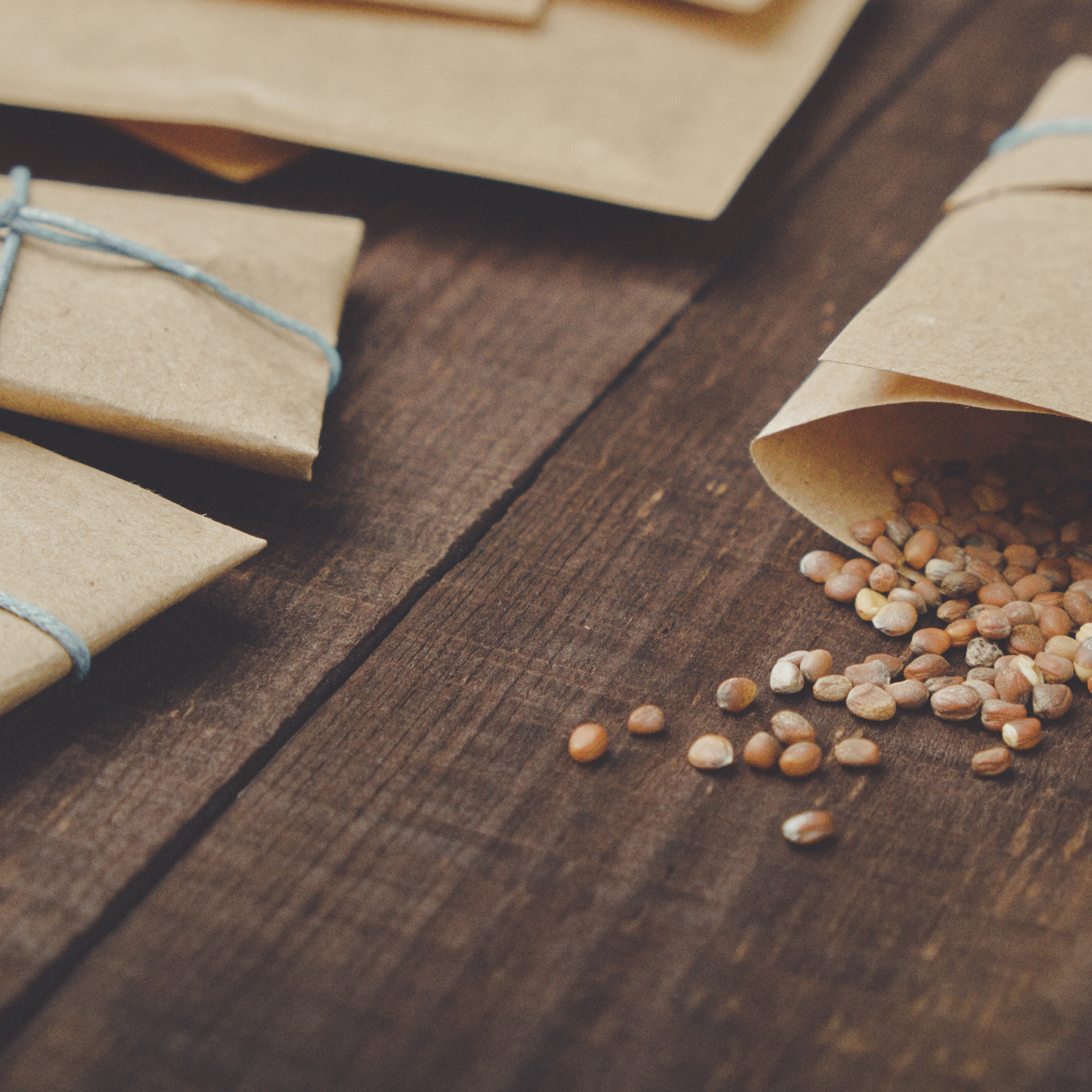 Seed Saving - Denver Urban Gardens