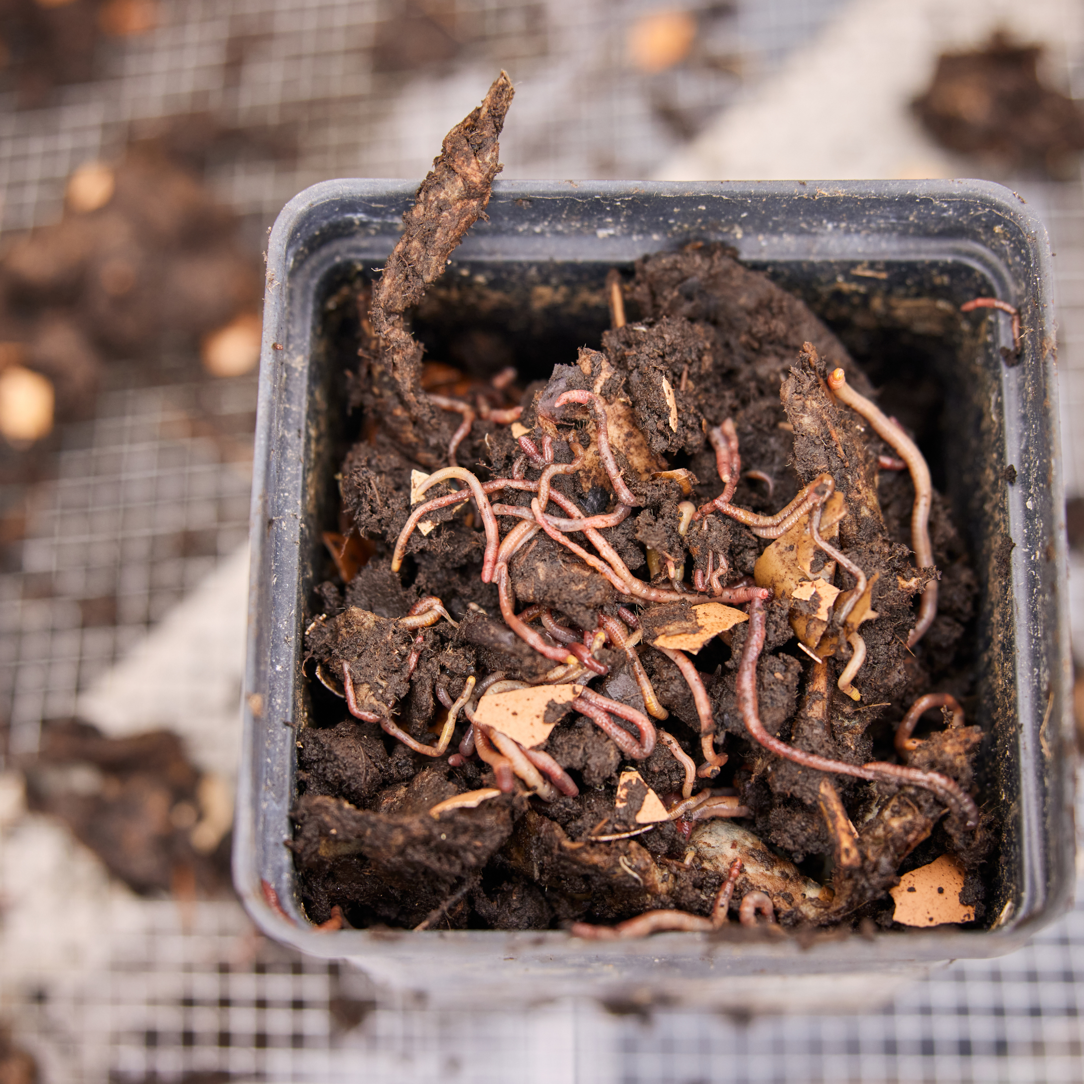Wiggly Worms: Make & Take Worm Bin - Denver Urban Gardens