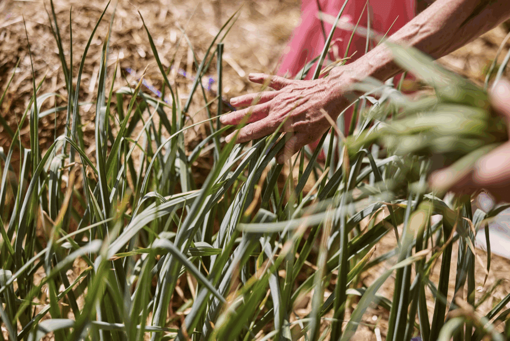 Seed Starting for Community Distribution - Denver Urban Gardens