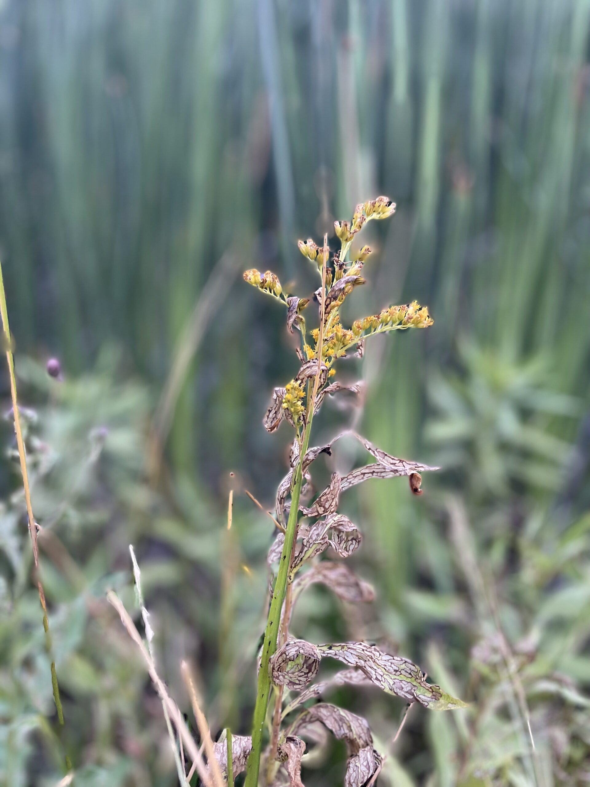 Urban Plant Walk: Medicinal Plants of the Rocky Mountain West - Denver ...