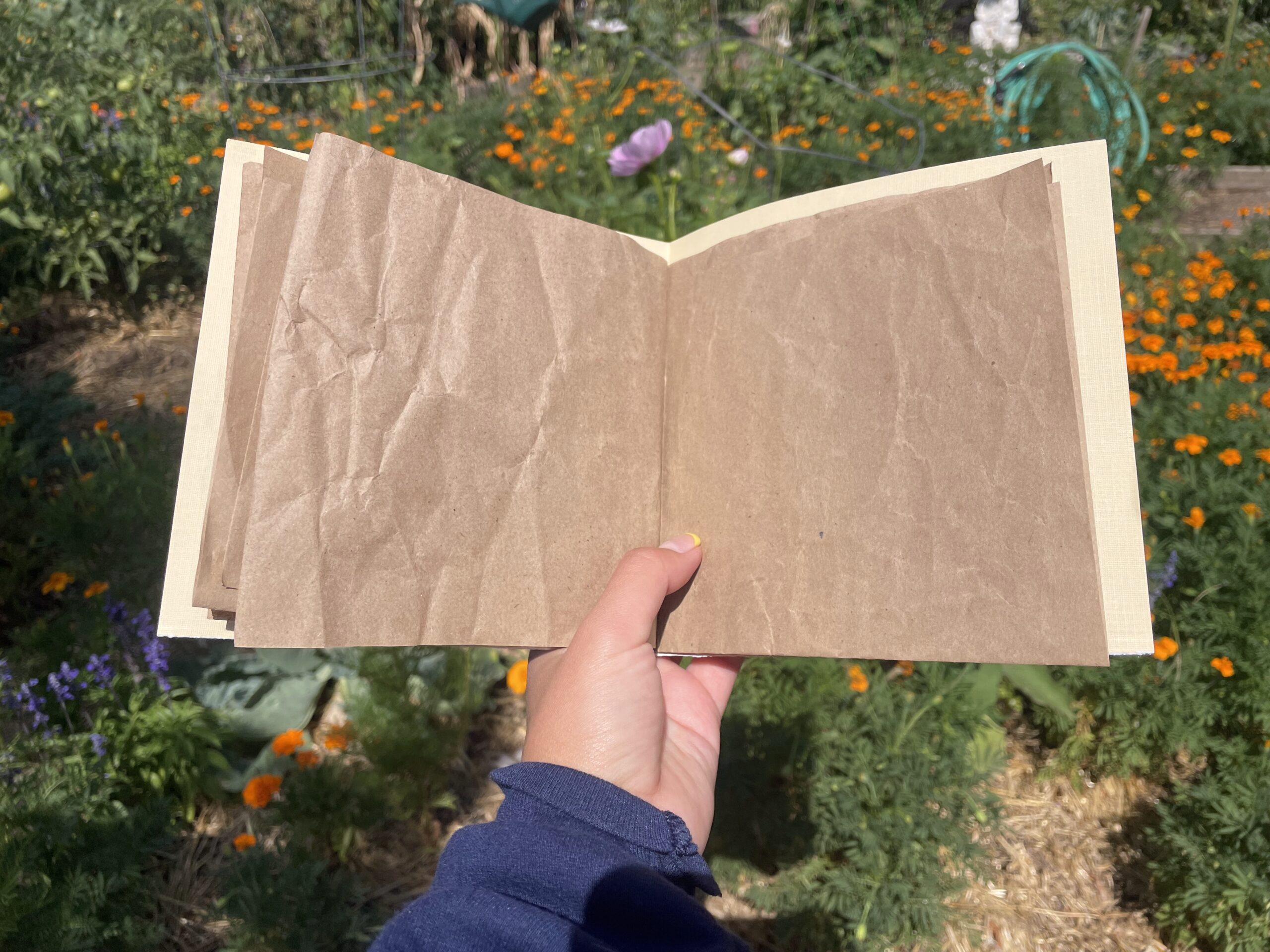 Nature Journaling: Seeds and Seed Pods - Denver Urban Gardens