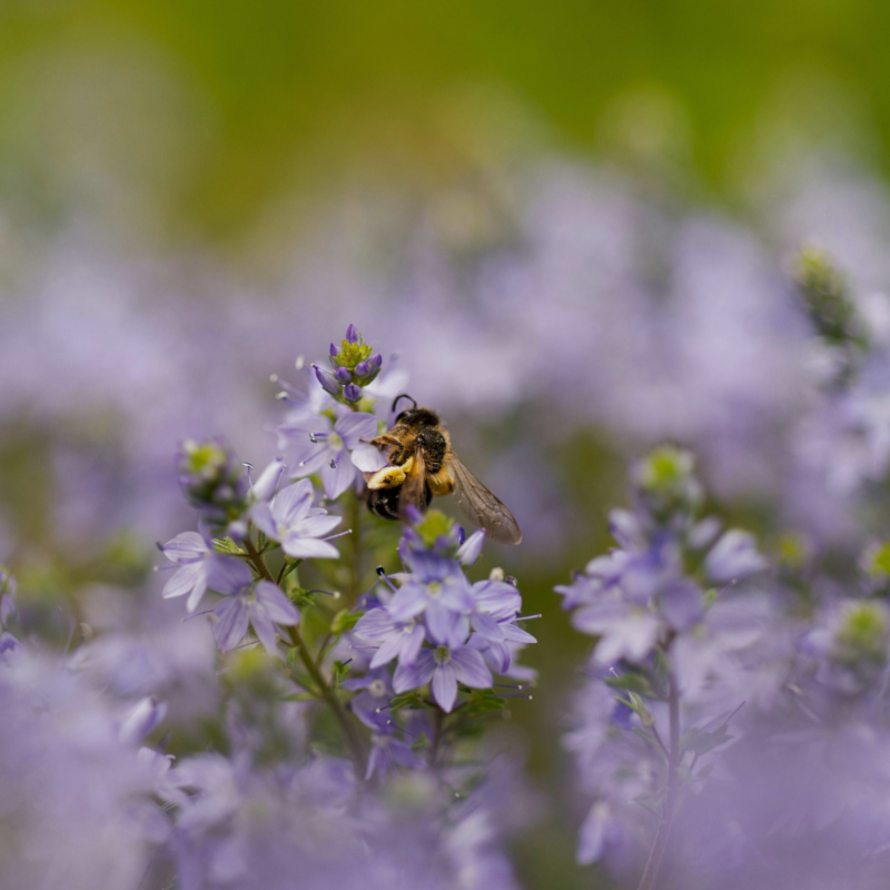 Grow With Purpose: Designing a Pollinator Garden - Denver Urban Gardens